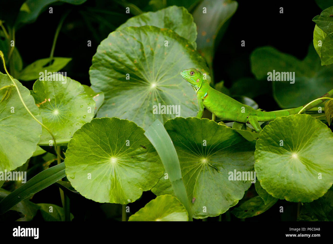 Riverside wildlife habitat hi-res stock photography and images - Alamy