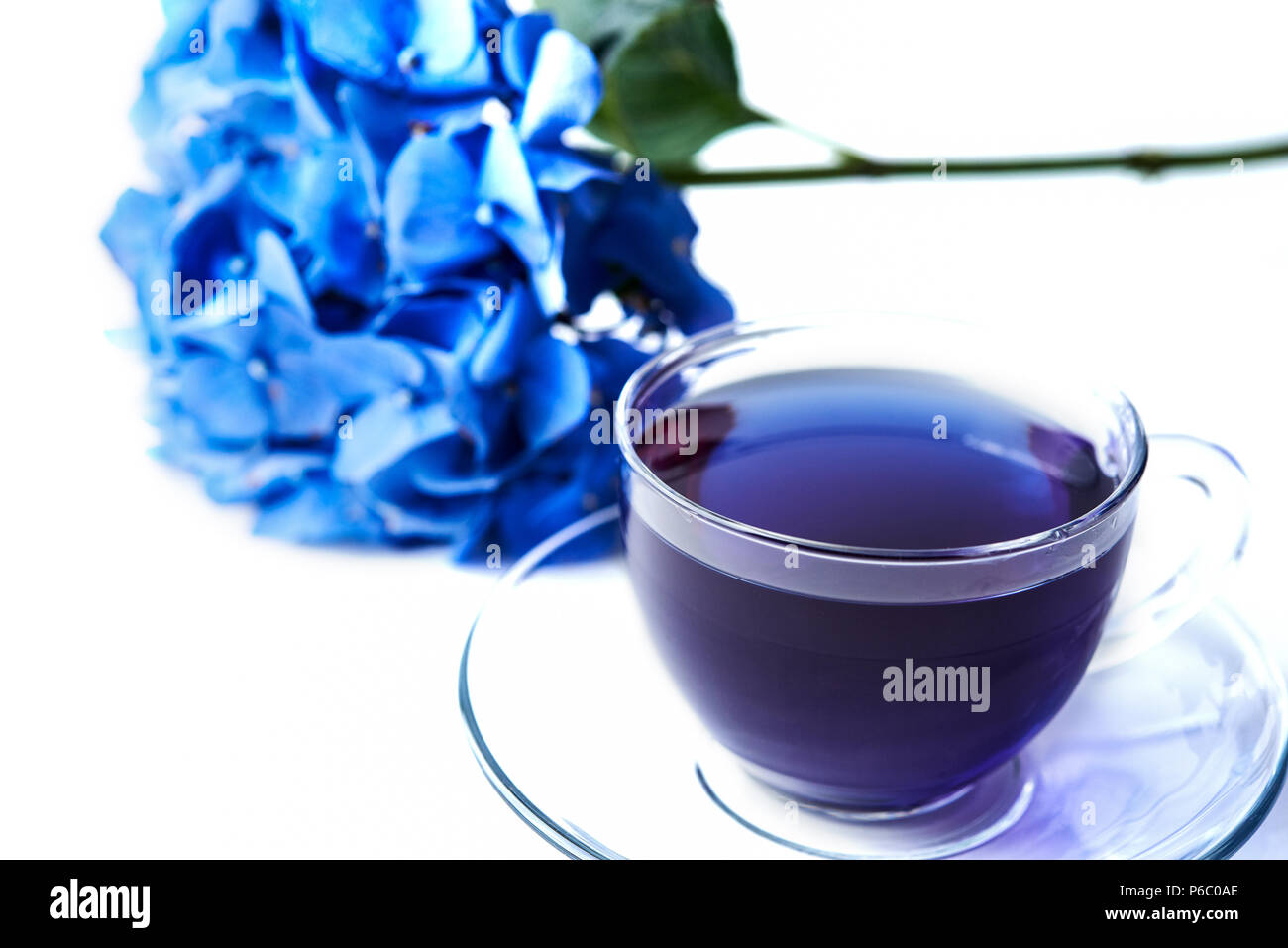 cup of butterfly pea tea and hydrangea on blue background Stock Photo ...