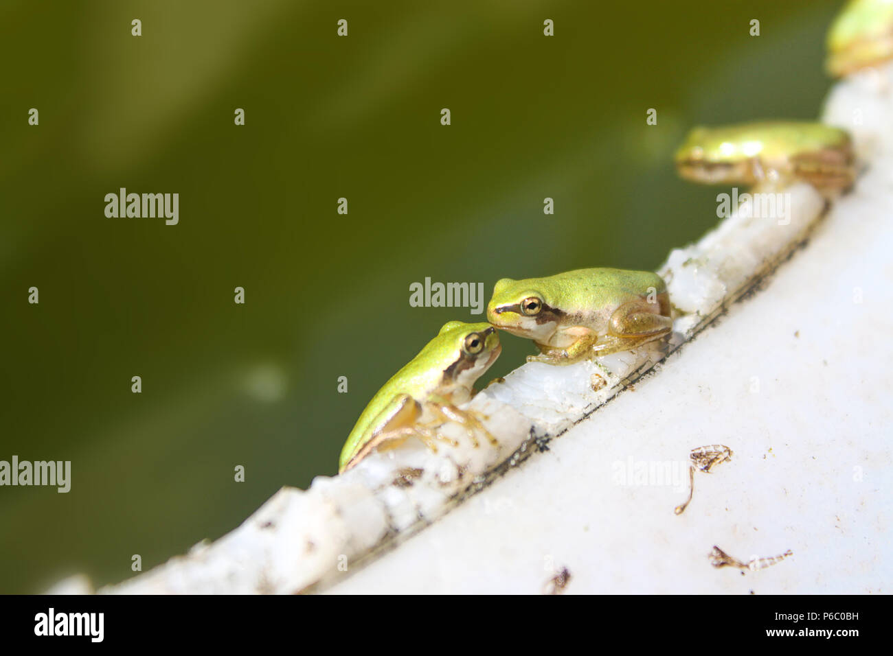 Two frogs kissing hi-res stock photography and images - Alamy