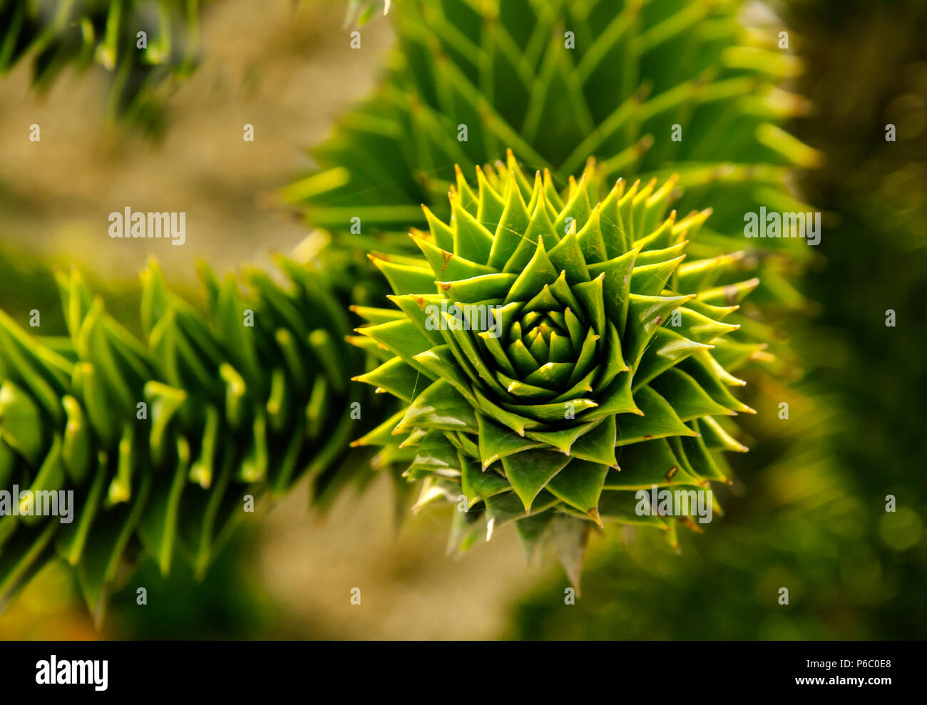 Green leaf still life hi-res stock photography and images - Alamy
