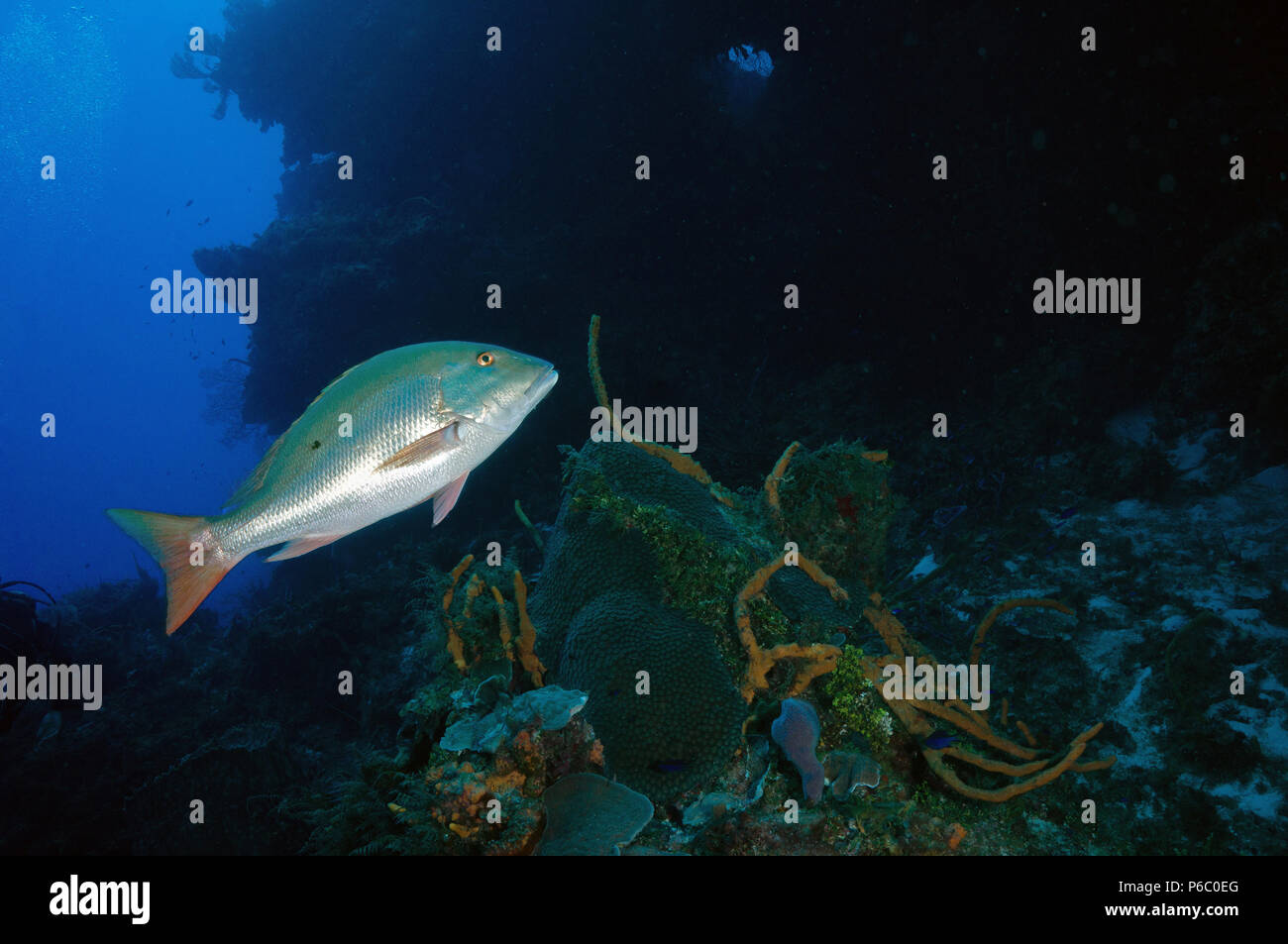 Reef Scene, mutton snapper Stock Photo - Alamy