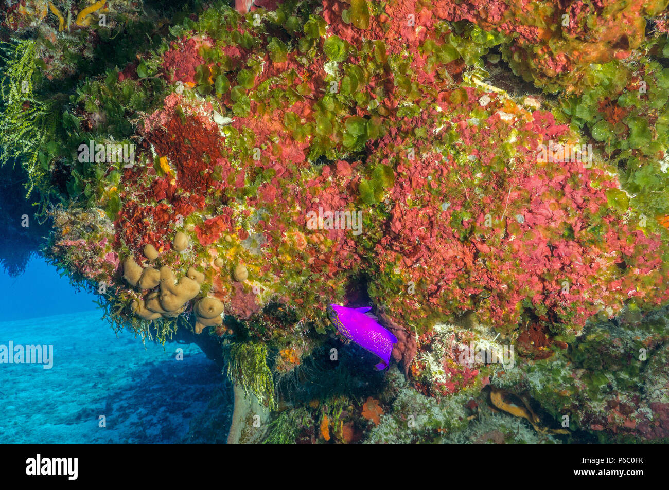 Reef basslet hi-res stock photography and images - Alamy