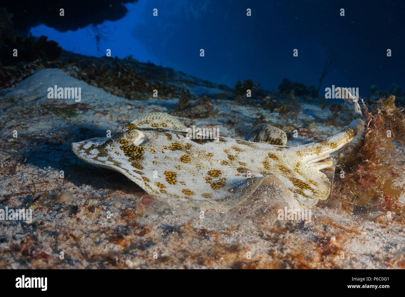 Stingray underwater scene hi-res stock photography and images - Alamy
