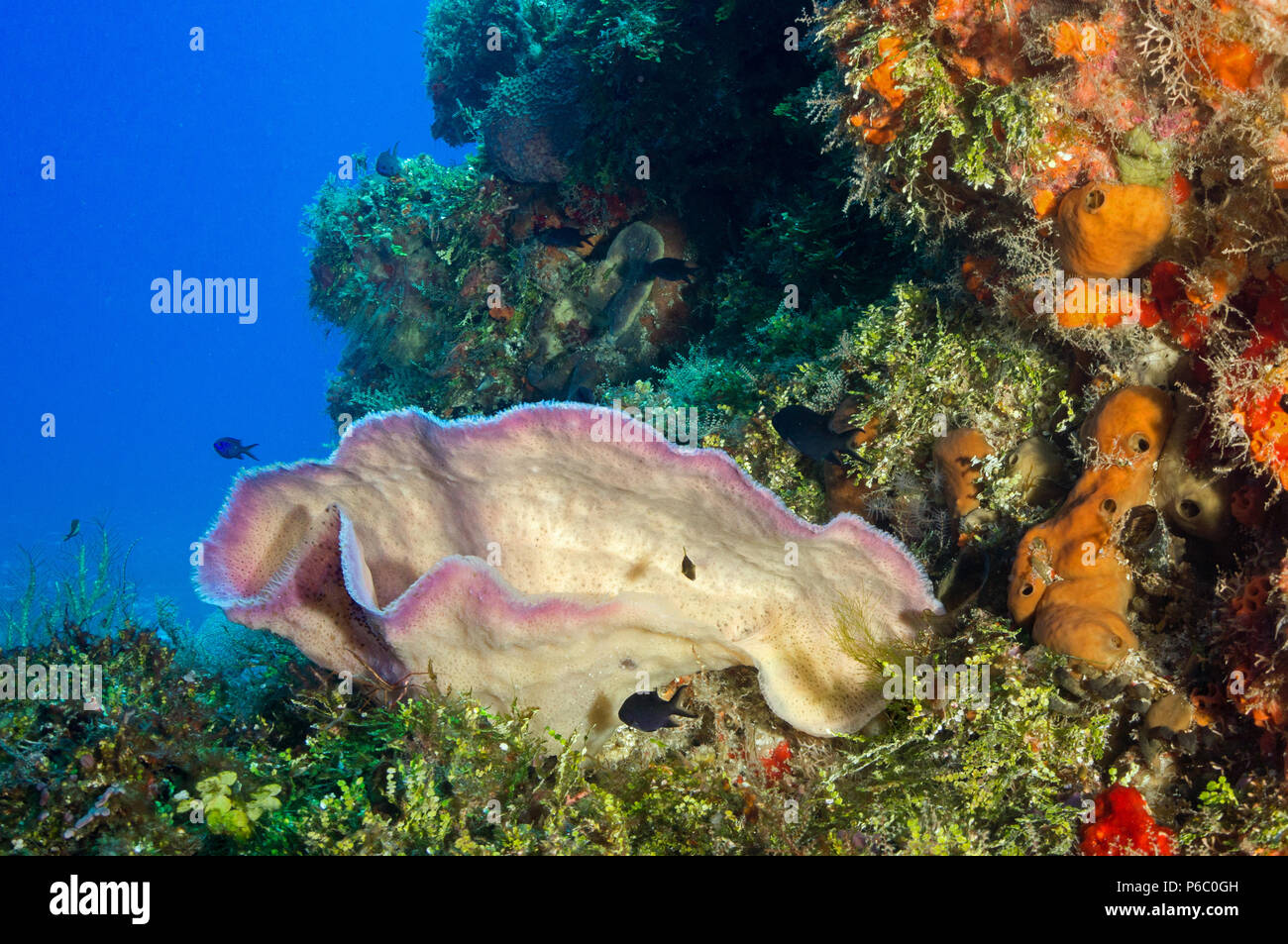 Reef sponge hi-res stock photography and images - Alamy
