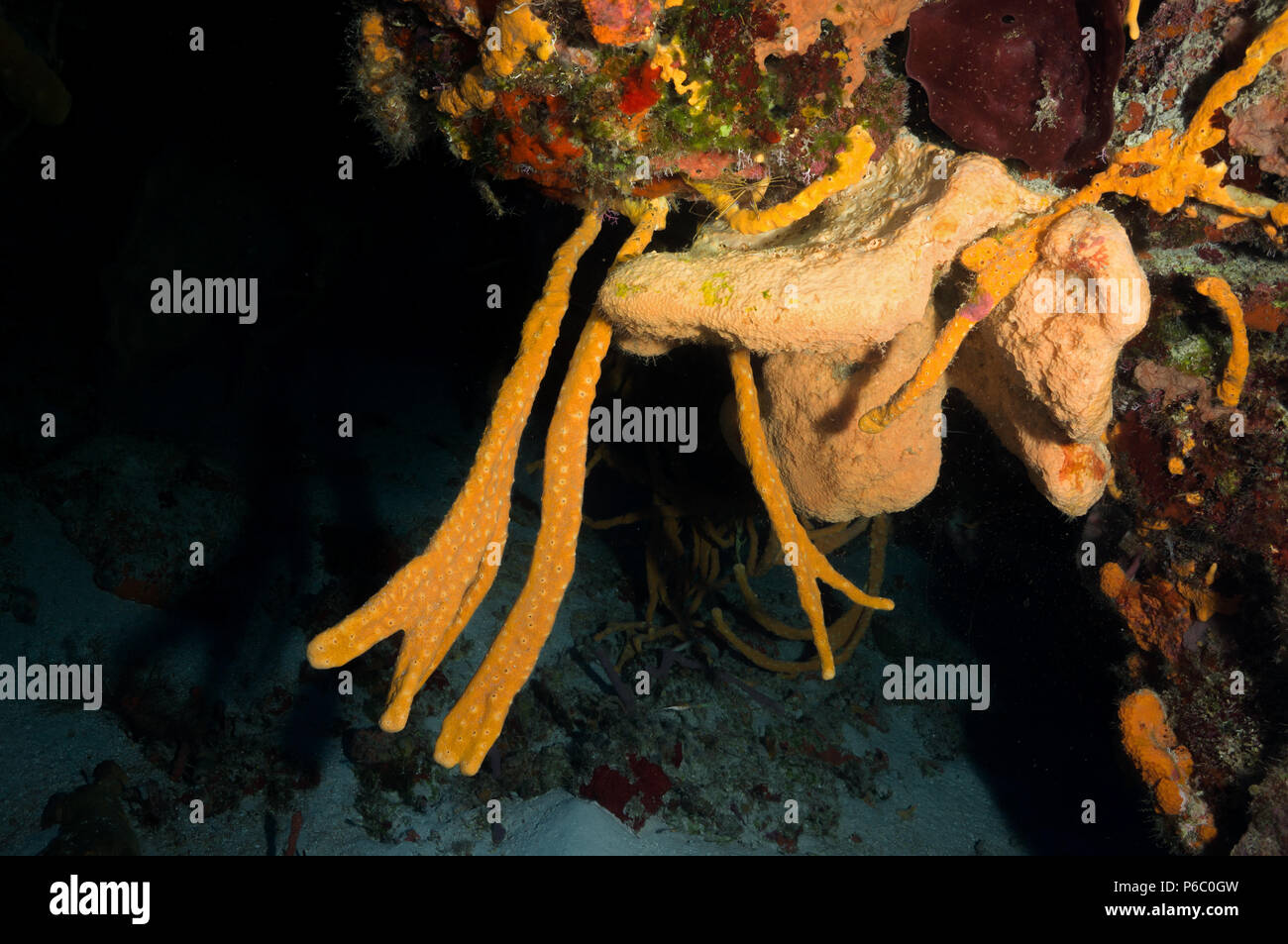 Yellow fish coral reef caribbean hi-res stock photography and images ...