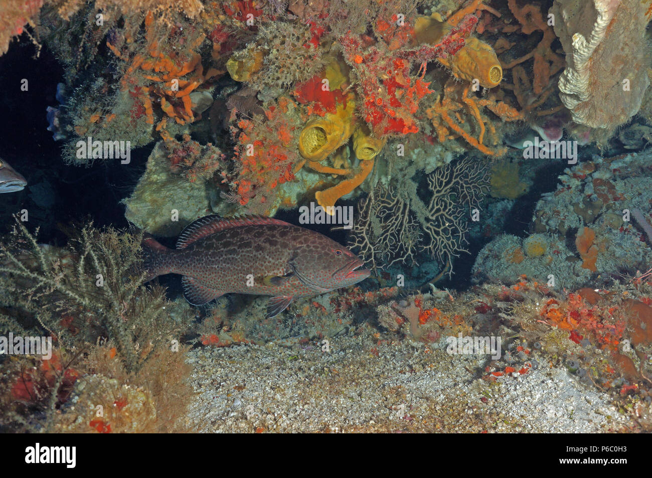 Yellowfin grouper fish underwater hi-res stock photography and images ...
