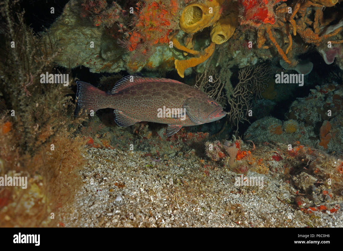 Yellowfin grouper fish underwater hi-res stock photography and images ...