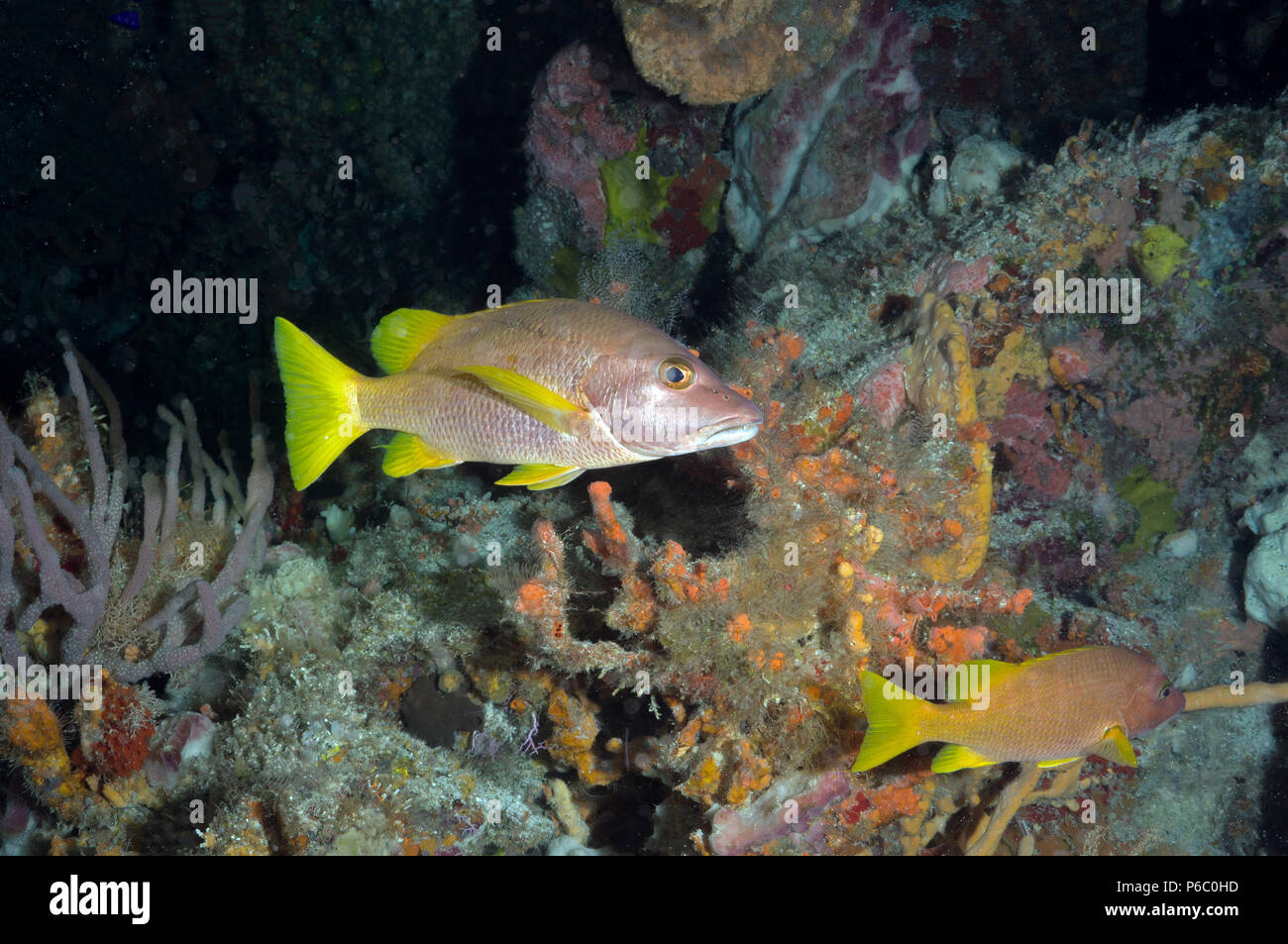 Coral reef schoolmaster fish hi-res stock photography and images - Alamy