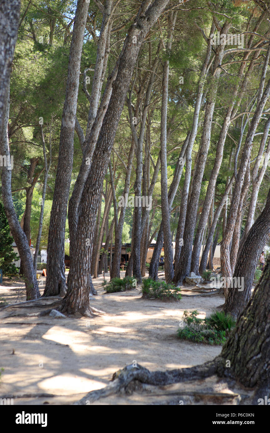 Group of pines hi-res stock photography and images - Alamy
