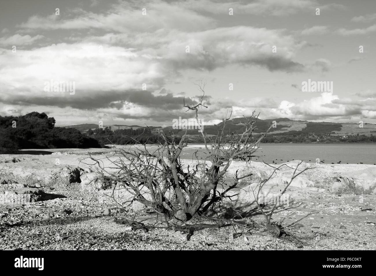 Dead bush hi-res stock photography and images - Alamy