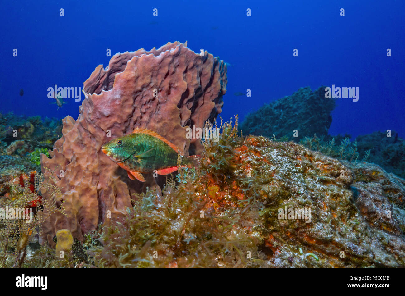 Redbanded hi-res stock photography and images - Alamy