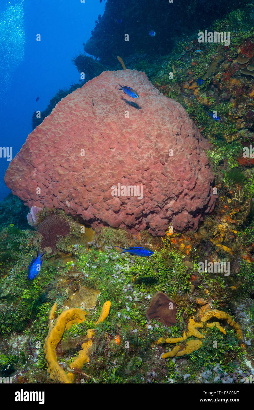 Reef Scene, sponge Stock Photo - Alamy