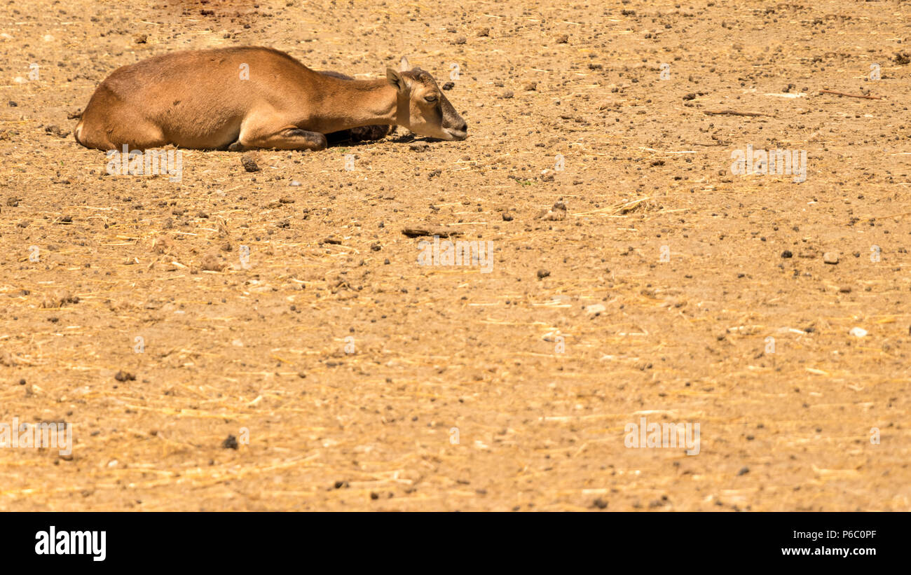 A young goat on sand scene Stock Photo - Alamy