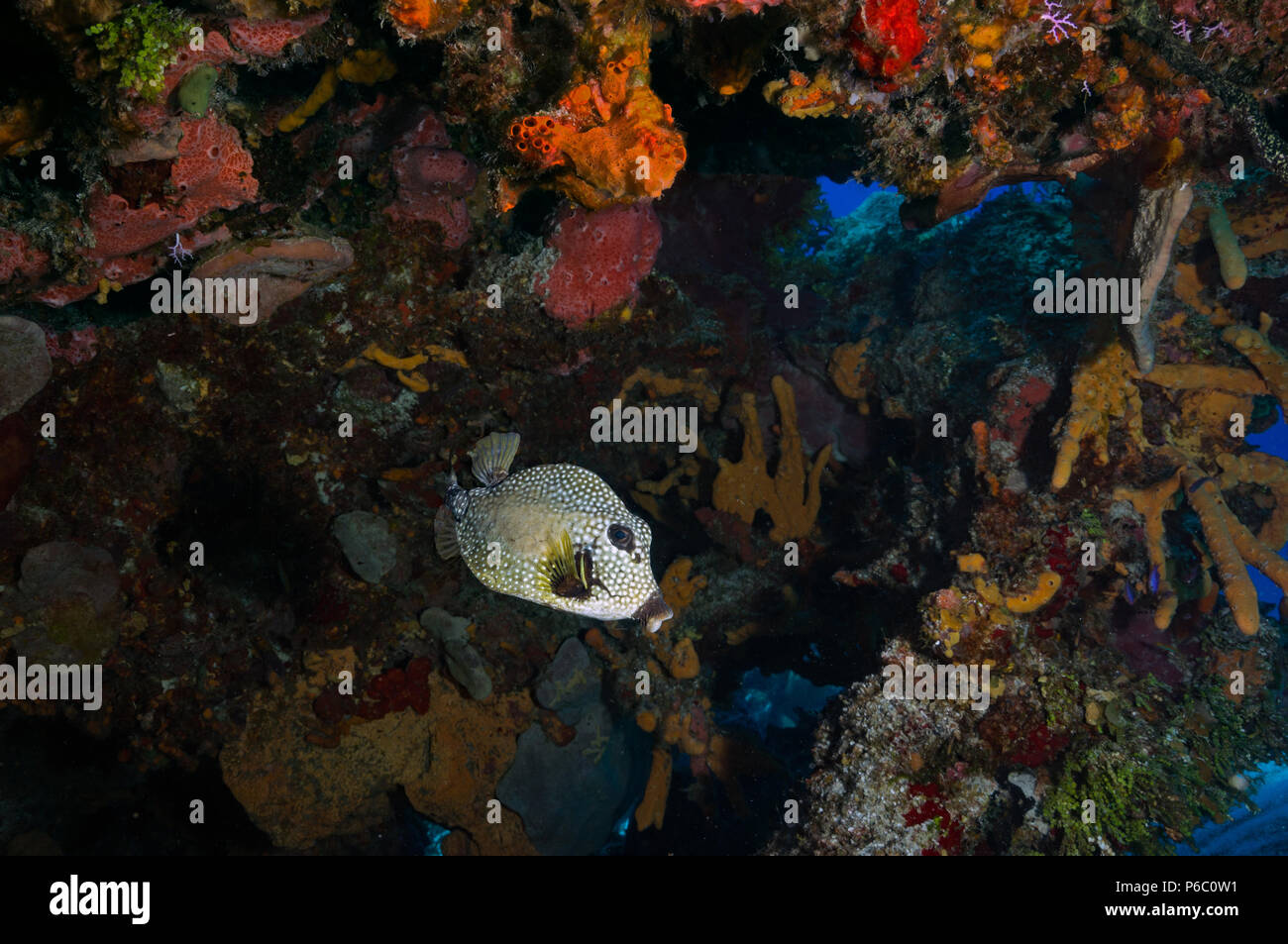 Trunkfish caribbean hi-res stock photography and images - Alamy