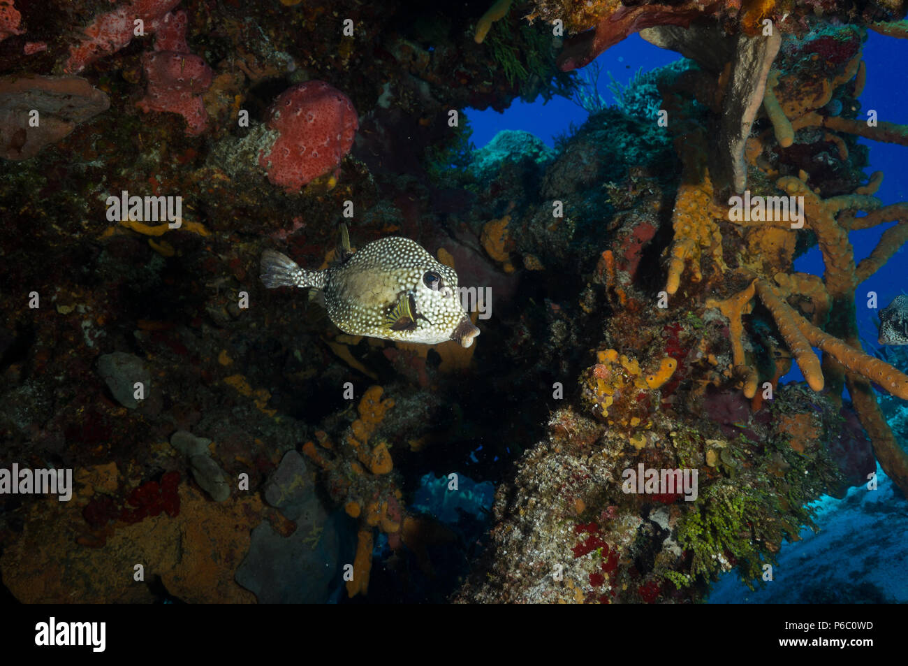 boxfish, trunkfish, reef scene Stock Photo - Alamy