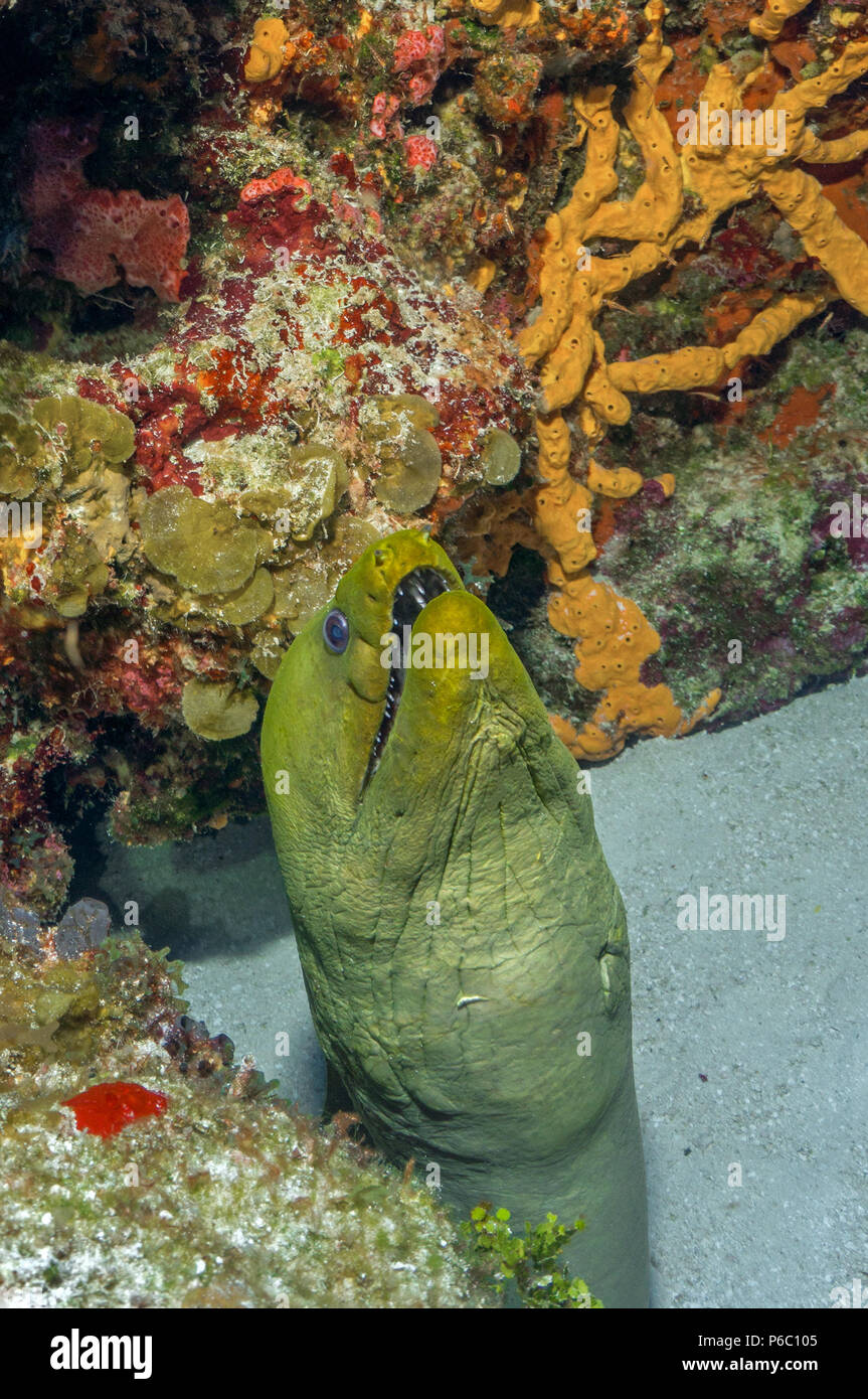 Caribbean moray hi-res stock photography and images - Alamy
