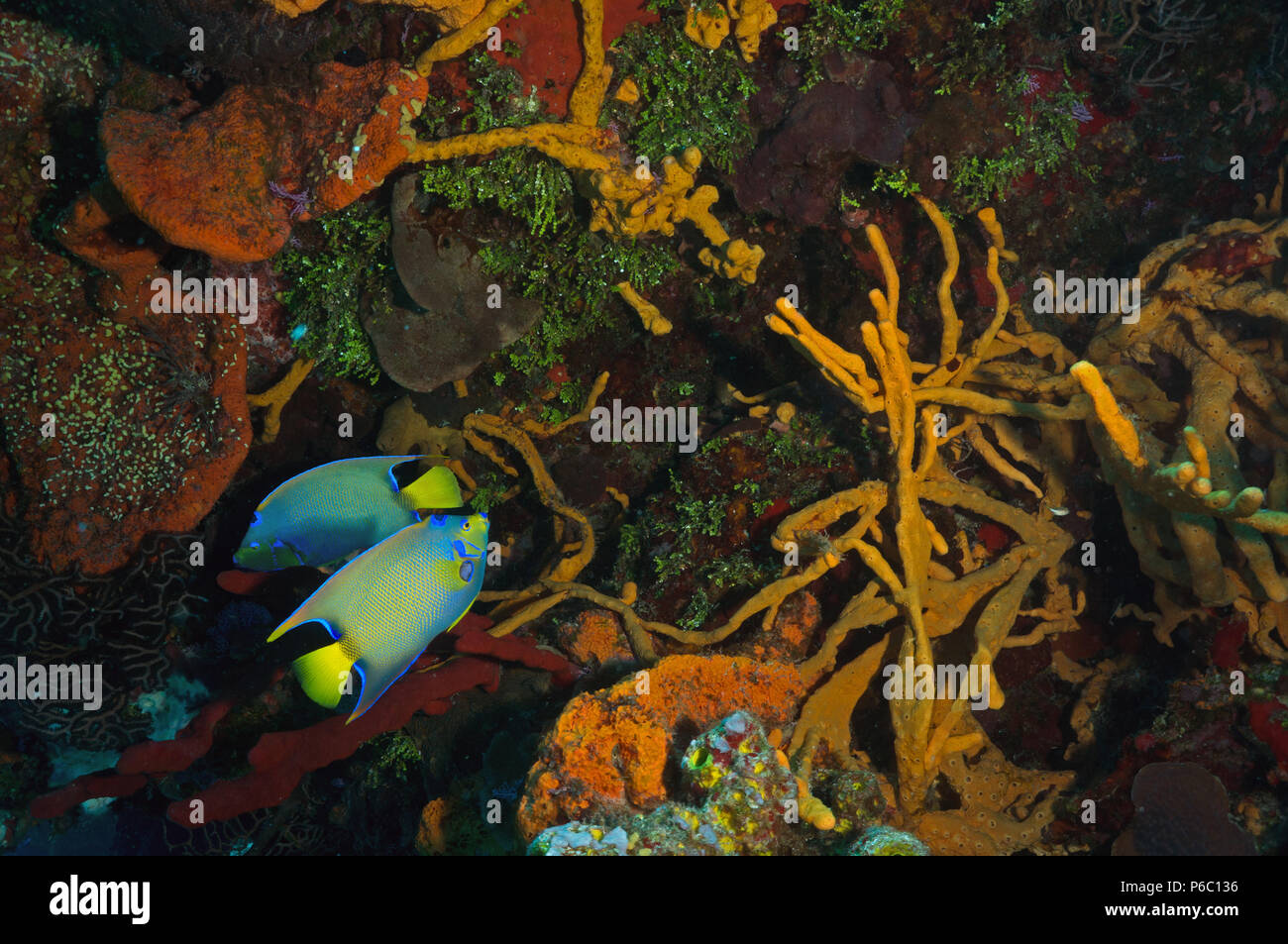 Wildfife scene hi-res stock photography and images - Alamy