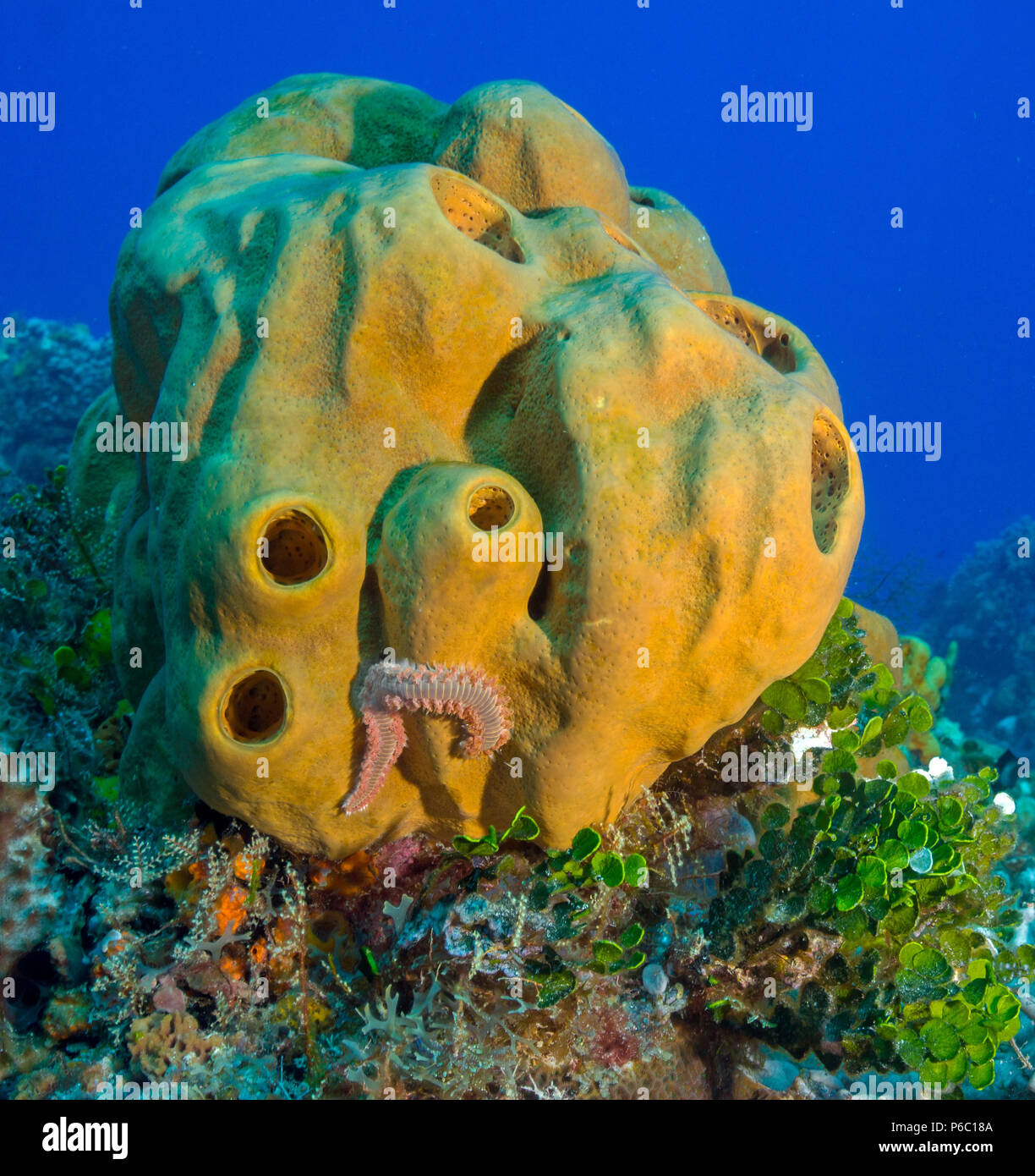 Caribbean fish on reef hi-res stock photography and images - Alamy