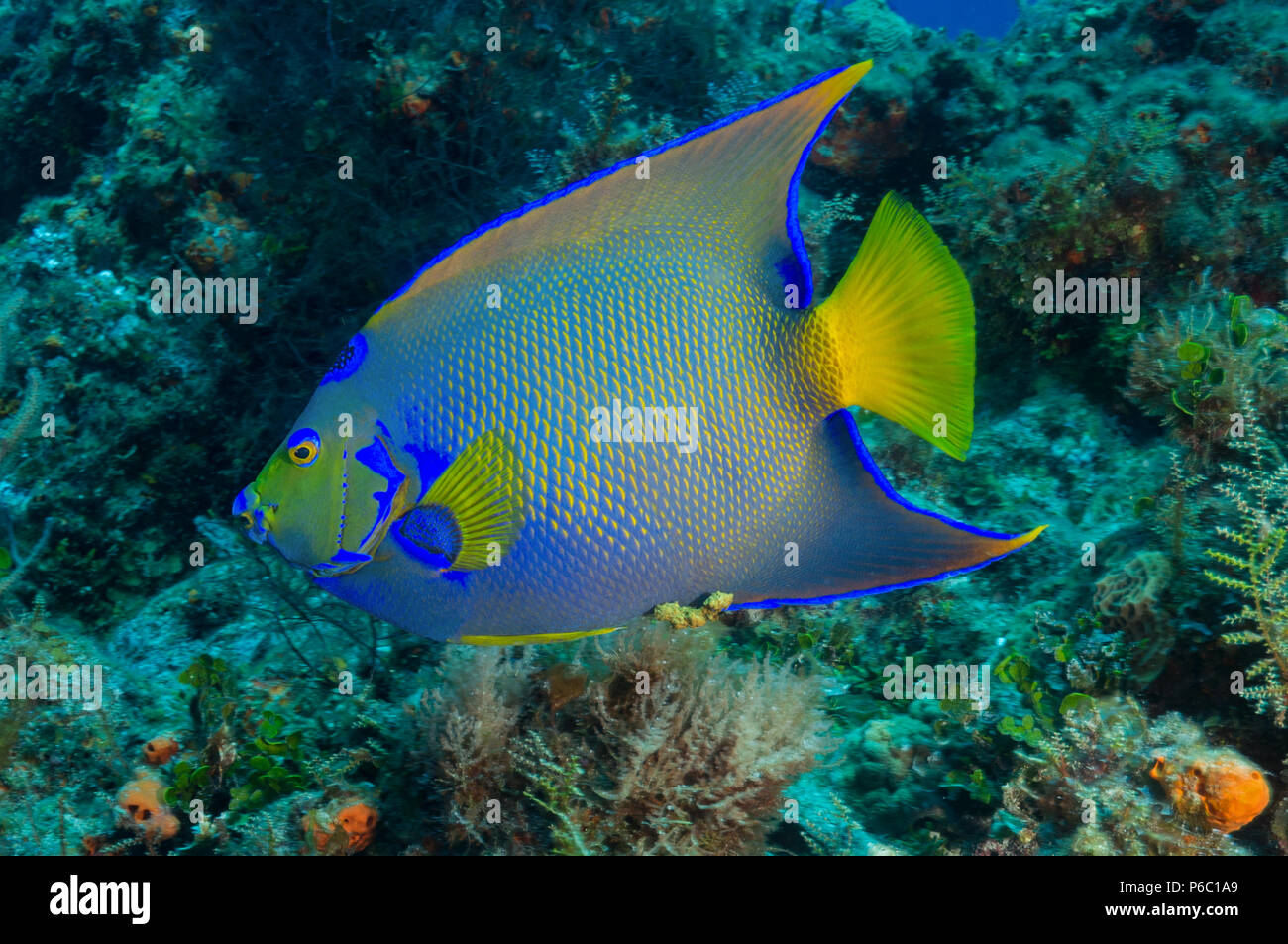 Queen marine hi-res stock photography and images - Alamy