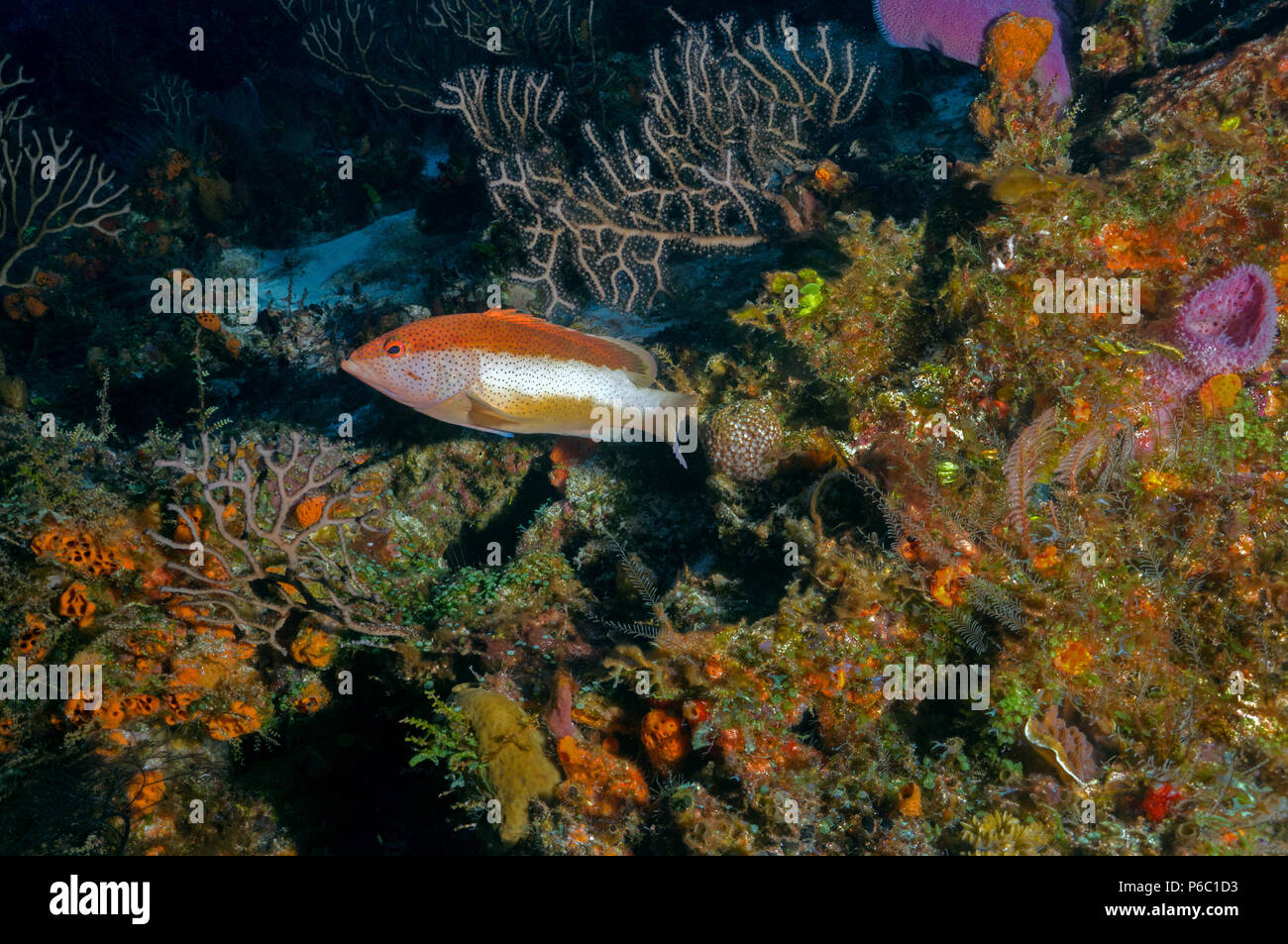 Coney fish caribbean hi-res stock photography and images - Alamy