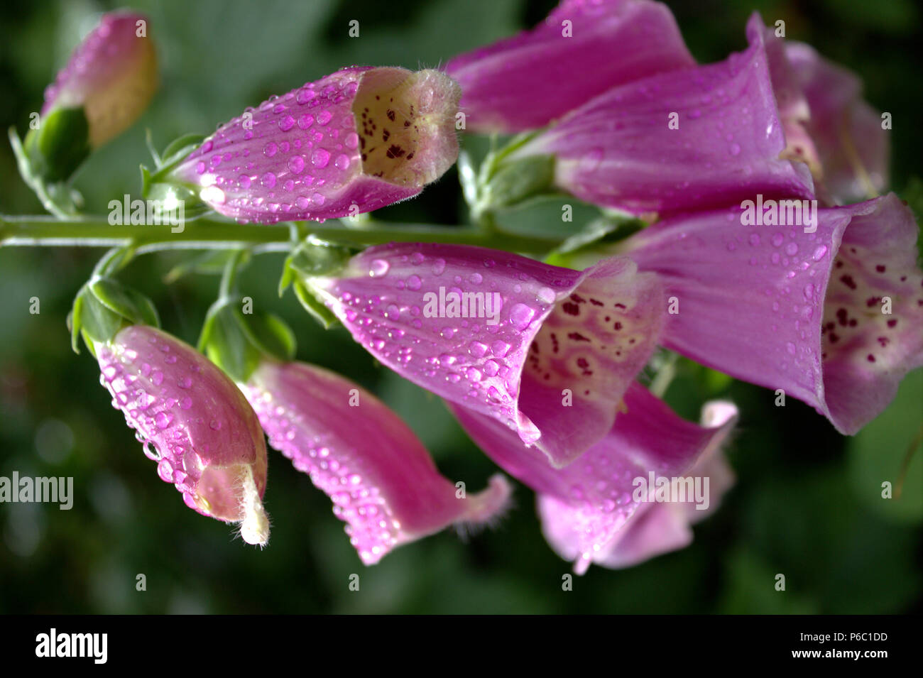 Summer rain in flower garden hi-res stock photography and images - Alamy
