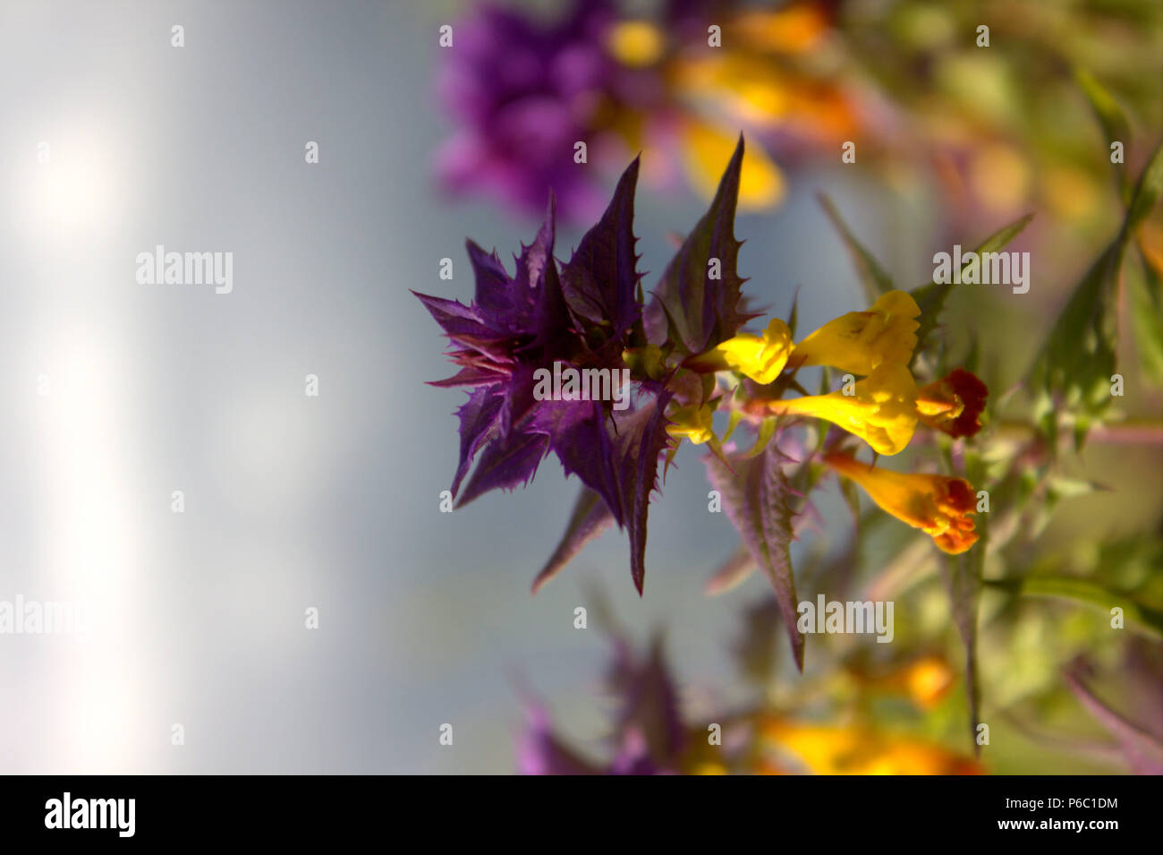 Beautiful forest flower hi-res stock photography and images - Alamy