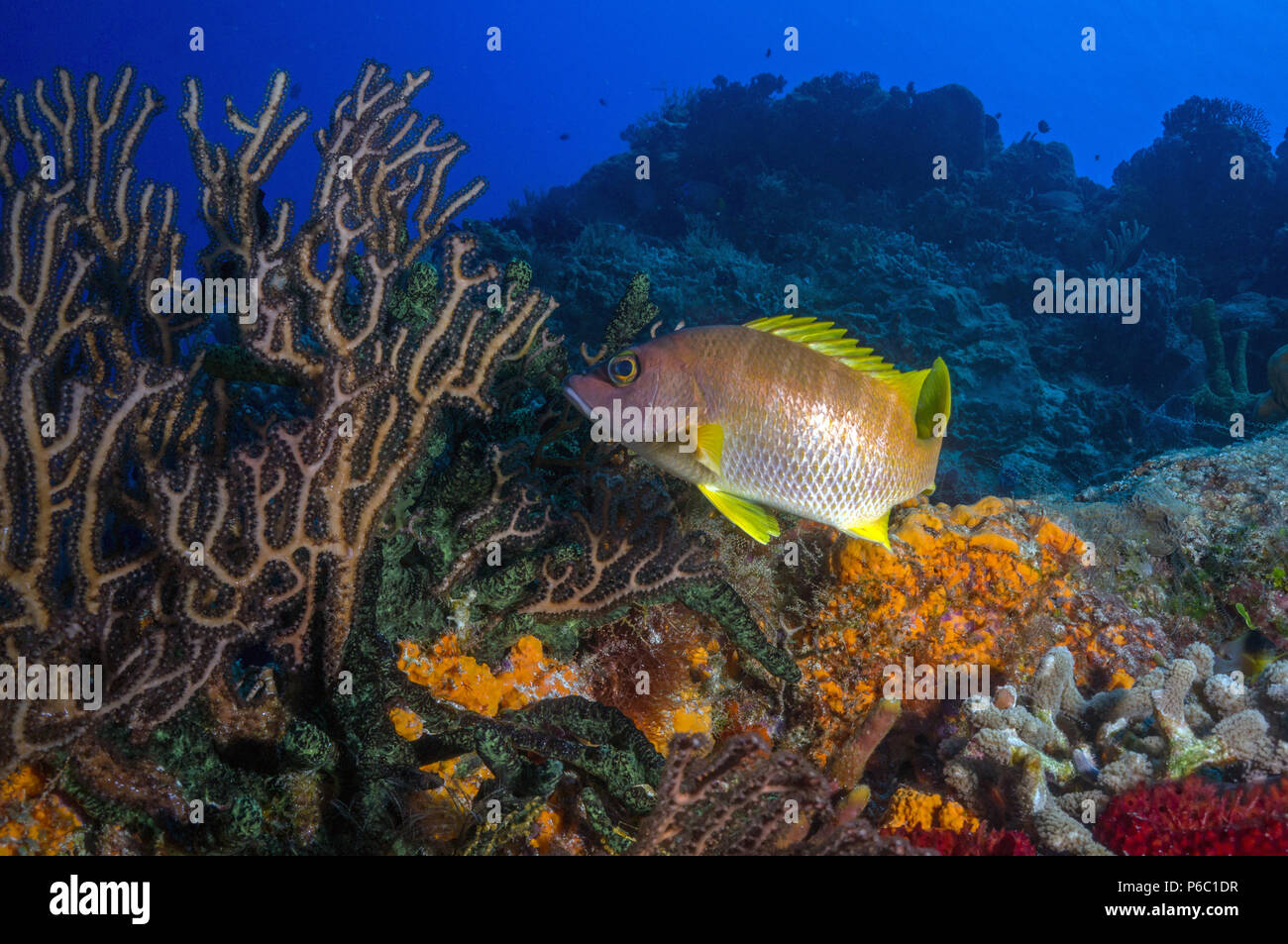 Coral reef schoolmaster fish hi-res stock photography and images - Alamy