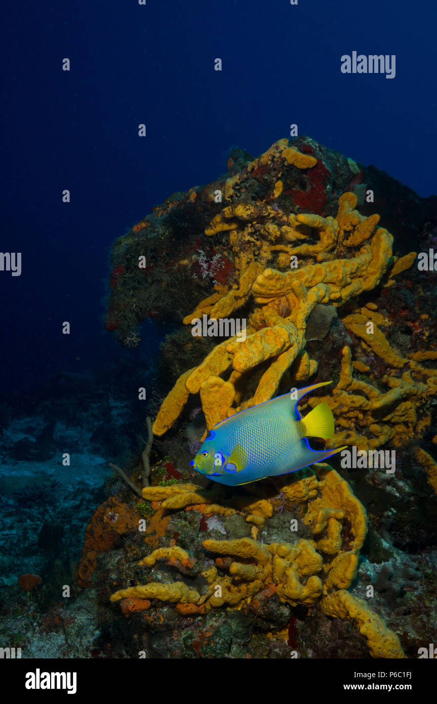 Queen angelfish marine life sea hi-res stock photography and images - Alamy