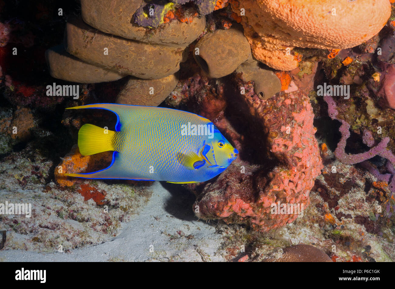 Queen Angelfish, Reef Scene Stock Photo - Alamy
