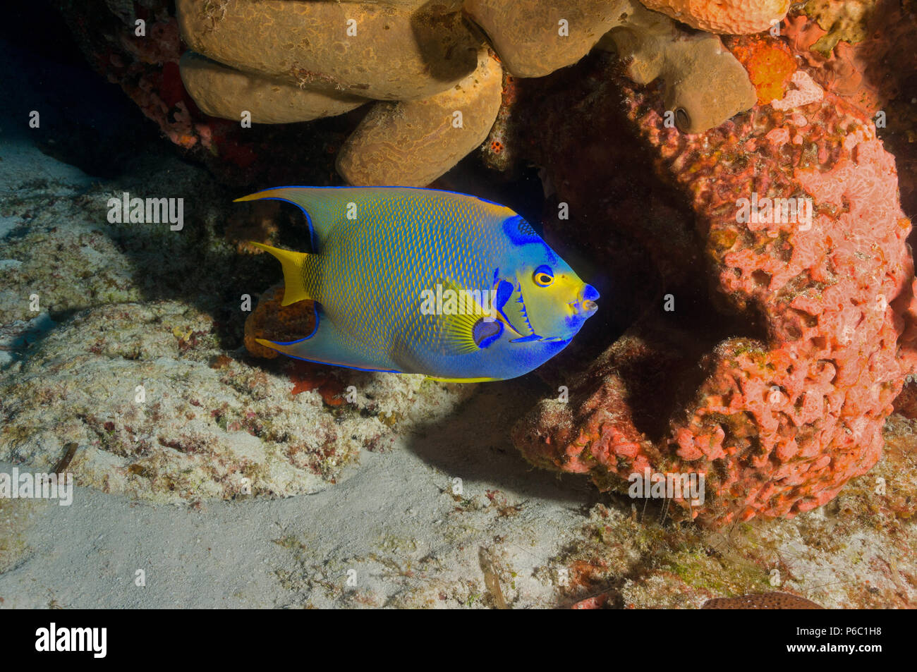 Queen Angelfish, Reef Scene Stock Photo - Alamy
