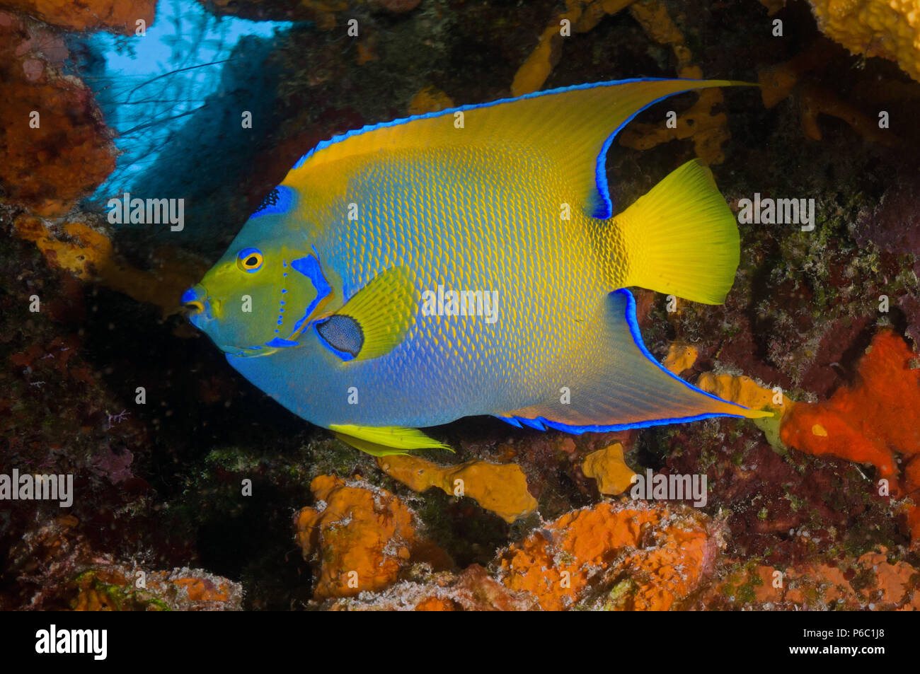 Queen Angelfish, Reef Scene Stock Photo - Alamy