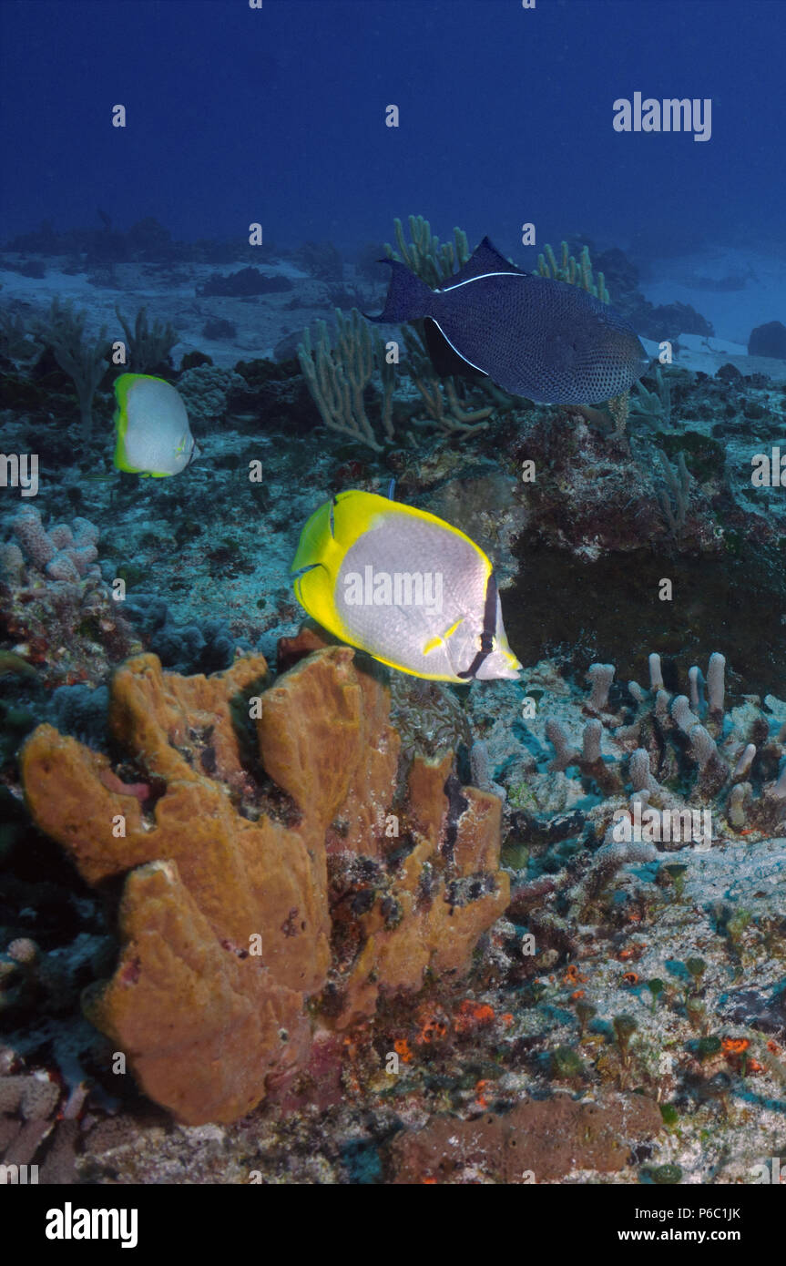 Butterflyfish Caribbean Stock Photos & Butterflyfish Caribbean Stock ...