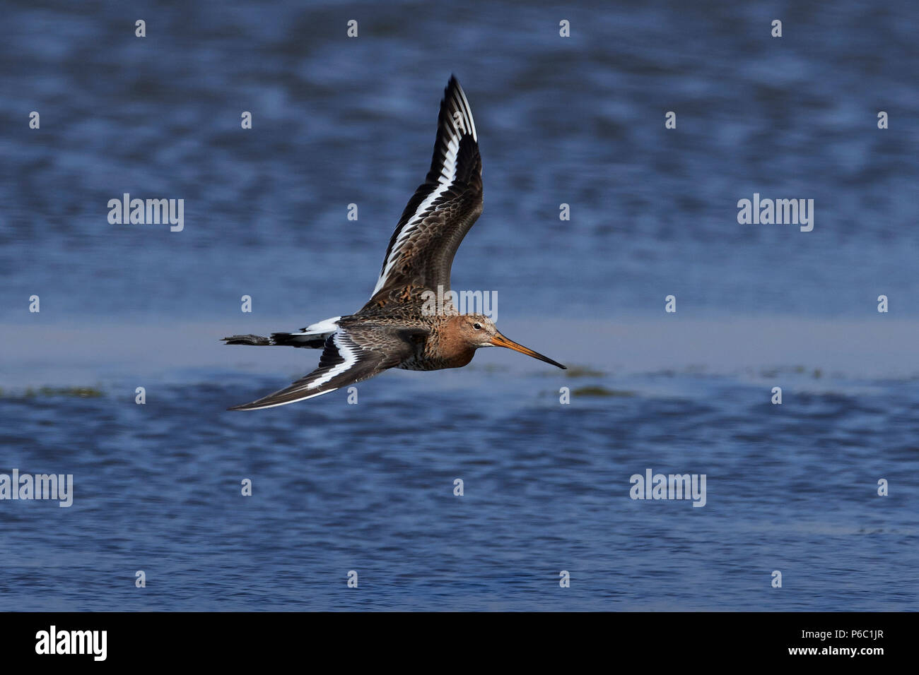 Black-tailed godwit in its natural habitat in Denmark Stock Photo - Alamy