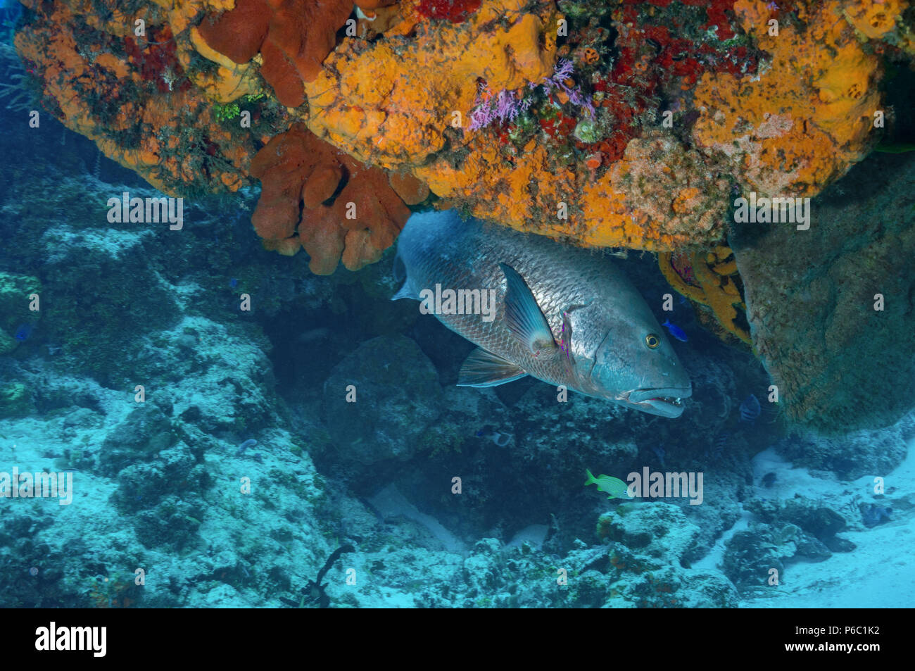 Cubera snapper hi-res stock photography and images - Alamy