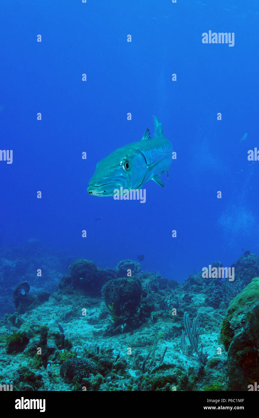 Species barracuda hi-res stock photography and images - Alamy