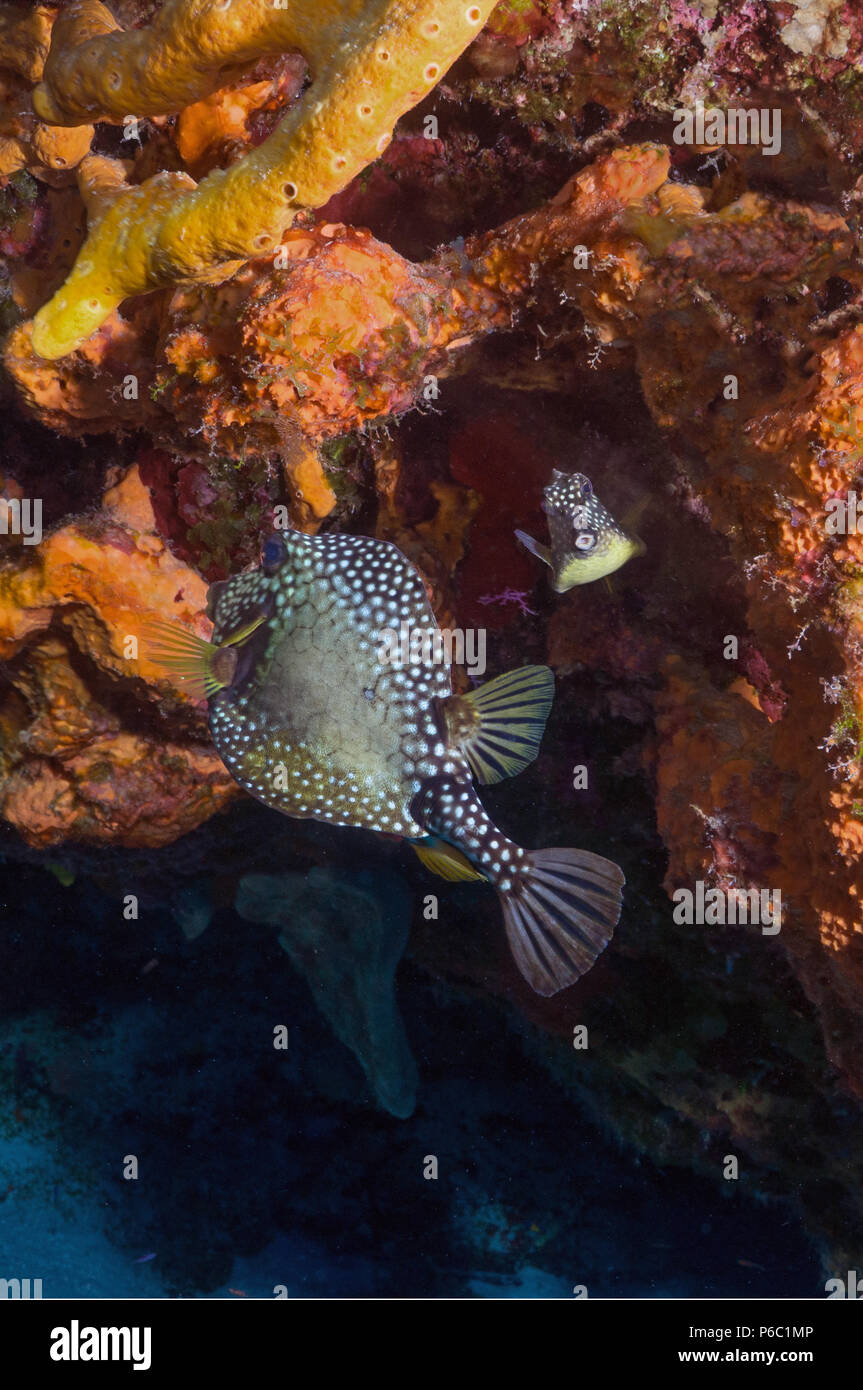 Boxfish beautiful hi-res stock photography and images - Alamy