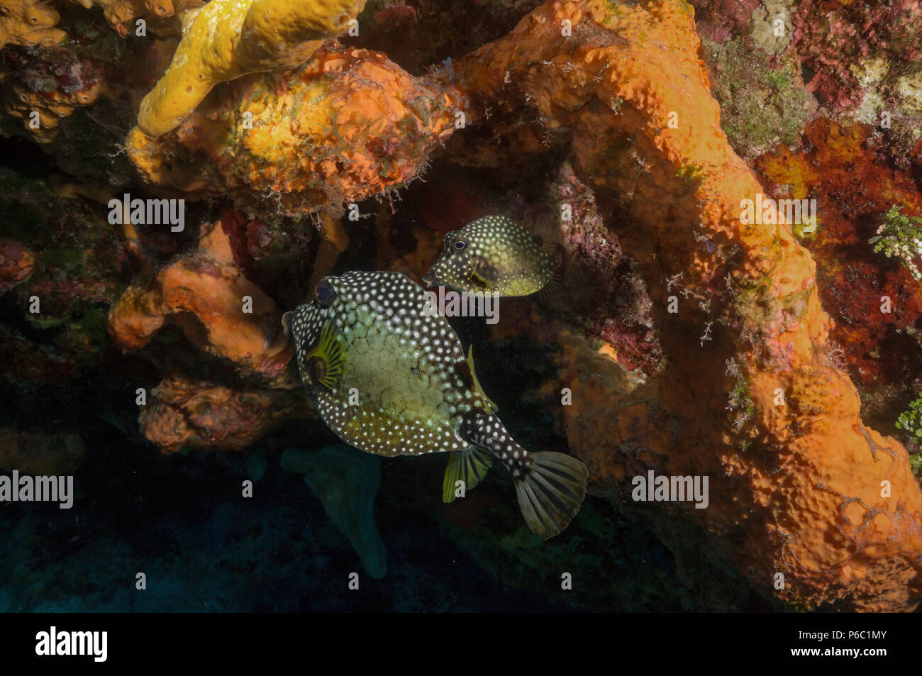 Boxfish beautiful hi-res stock photography and images - Alamy