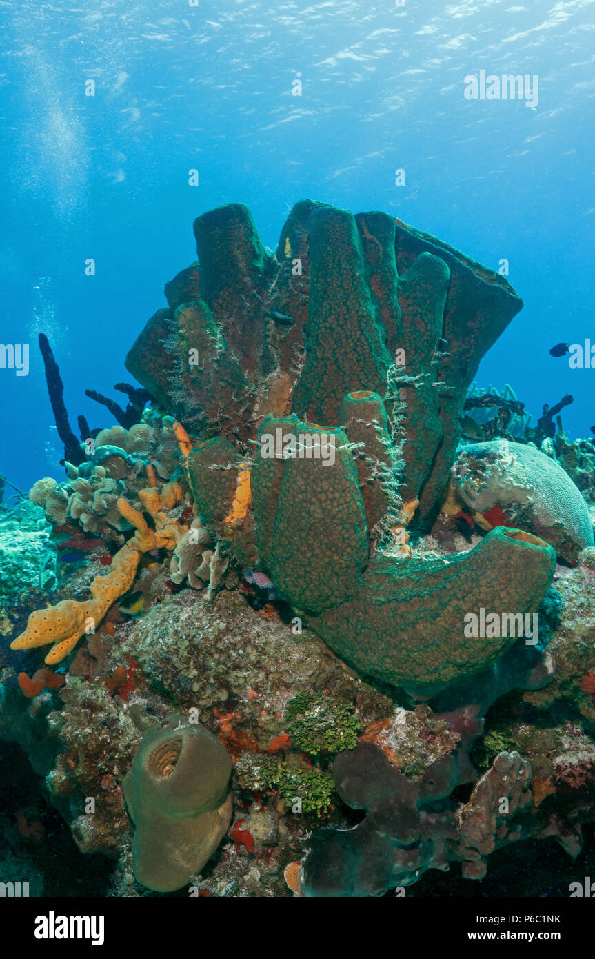 Reef scene, sponge Stock Photo - Alamy