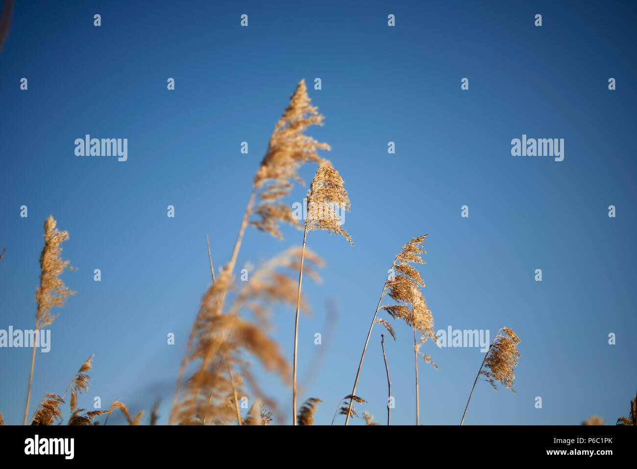 Golden reeds blowing in the wind in summer sunshine Stock Photo - Alamy