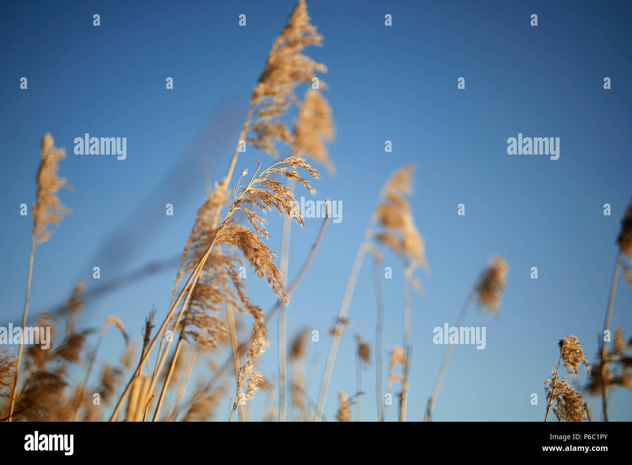 Reed blowing in wind sunny hi-res stock photography and images - Alamy