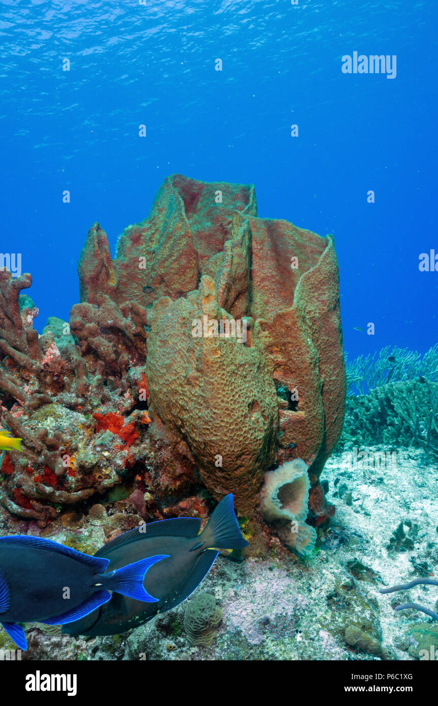 Reef Scene, sponge Stock Photo - Alamy