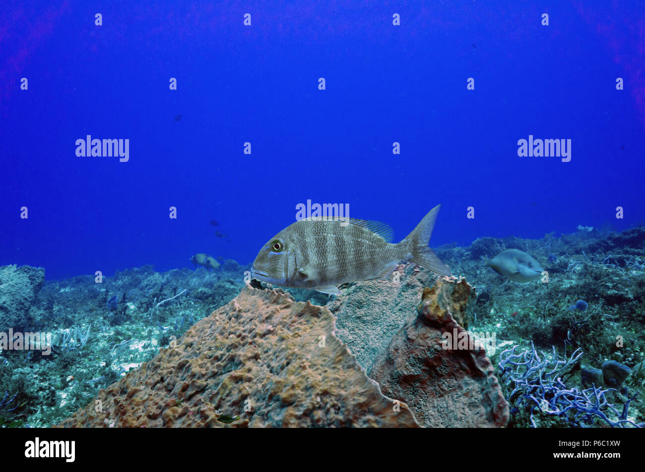 Sheephead High Resolution Stock Photography and Images - Alamy