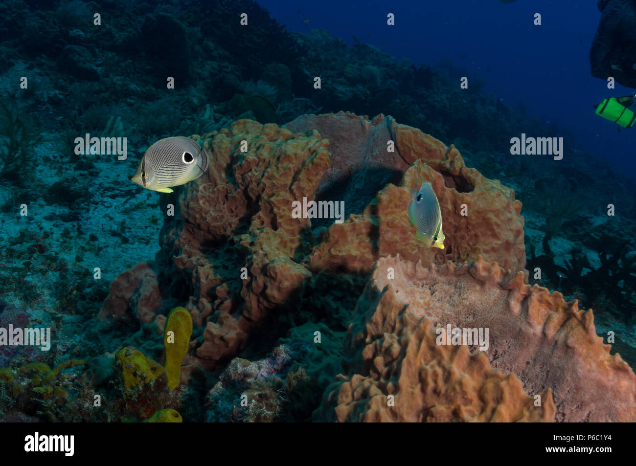 Reef Scene, spotted butterflyfish Stock Photo - Alamy