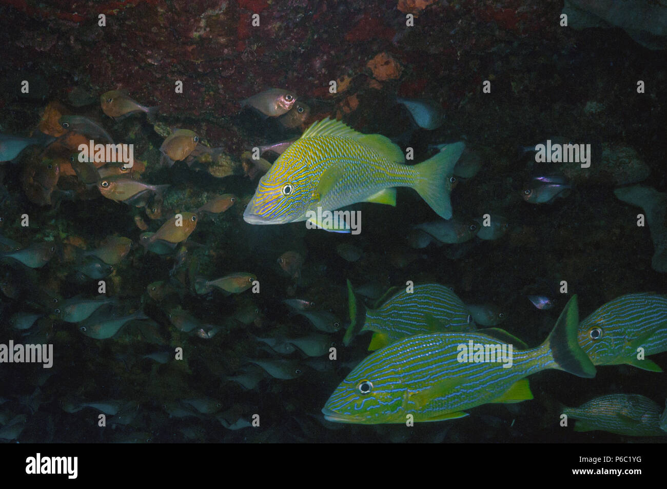 White grunt fish underwater hi-res stock photography and images - Alamy