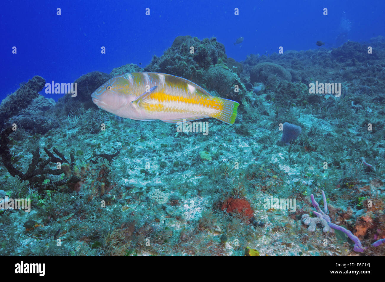 Green wrasse hi-res stock photography and images - Alamy