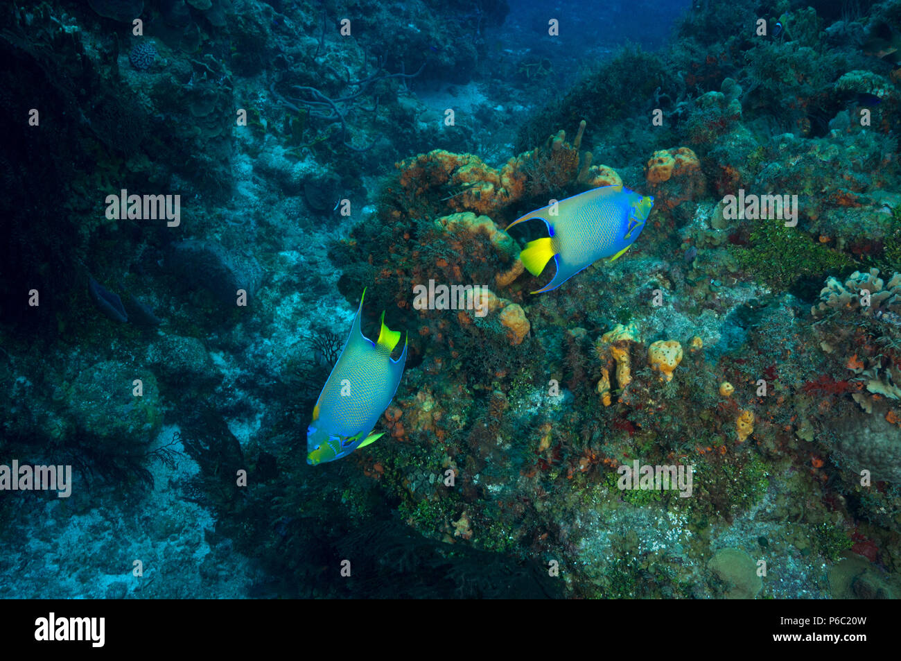 Reef Scene, Queen Angelfish Stock Photo - Alamy