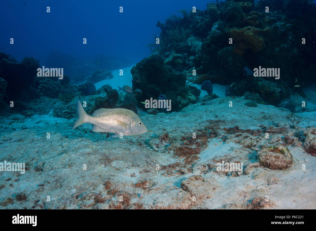 White grunt fish underwater hi-res stock photography and images - Alamy