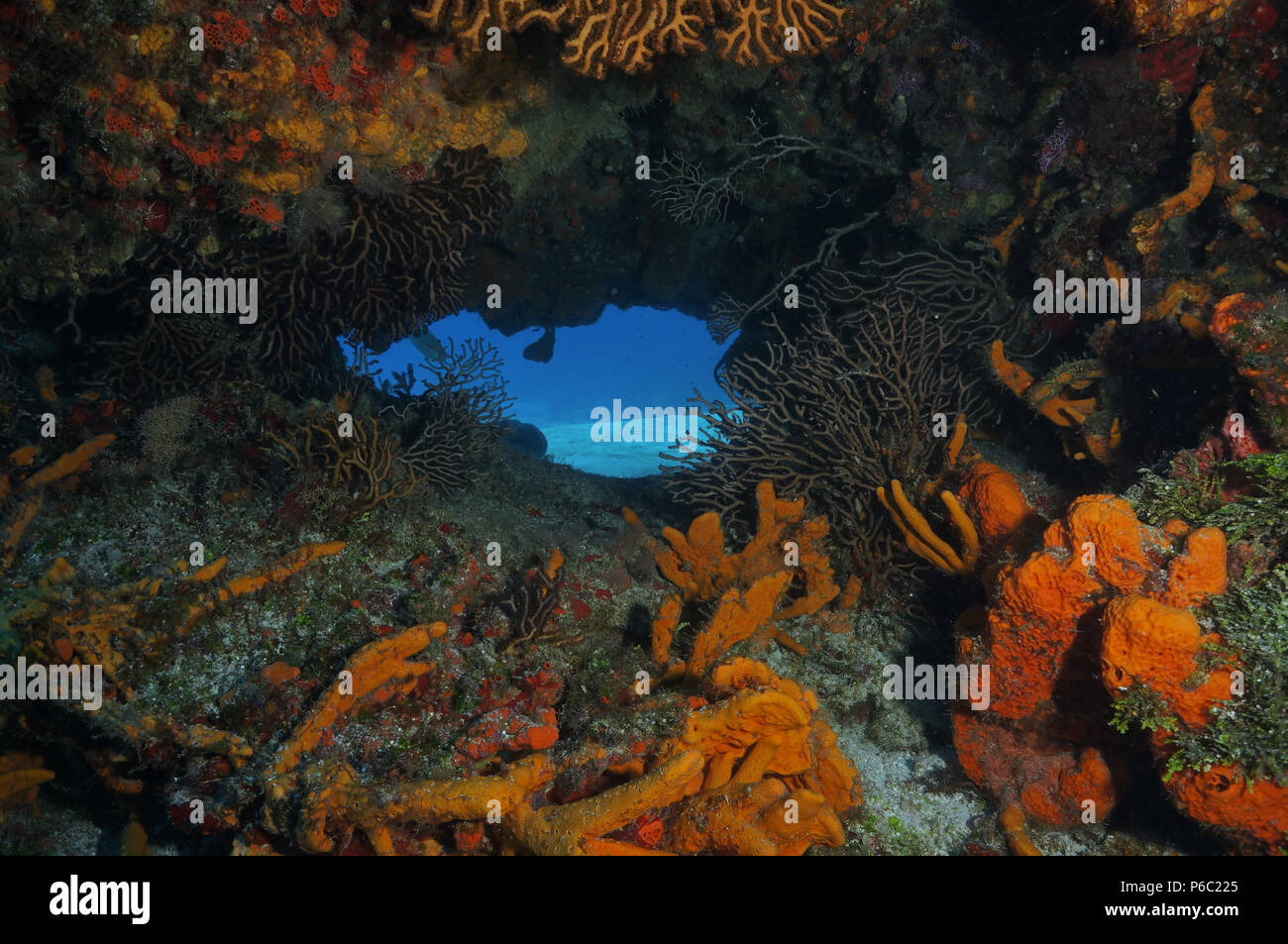 Reef Scene, swimthrough Stock Photo - Alamy