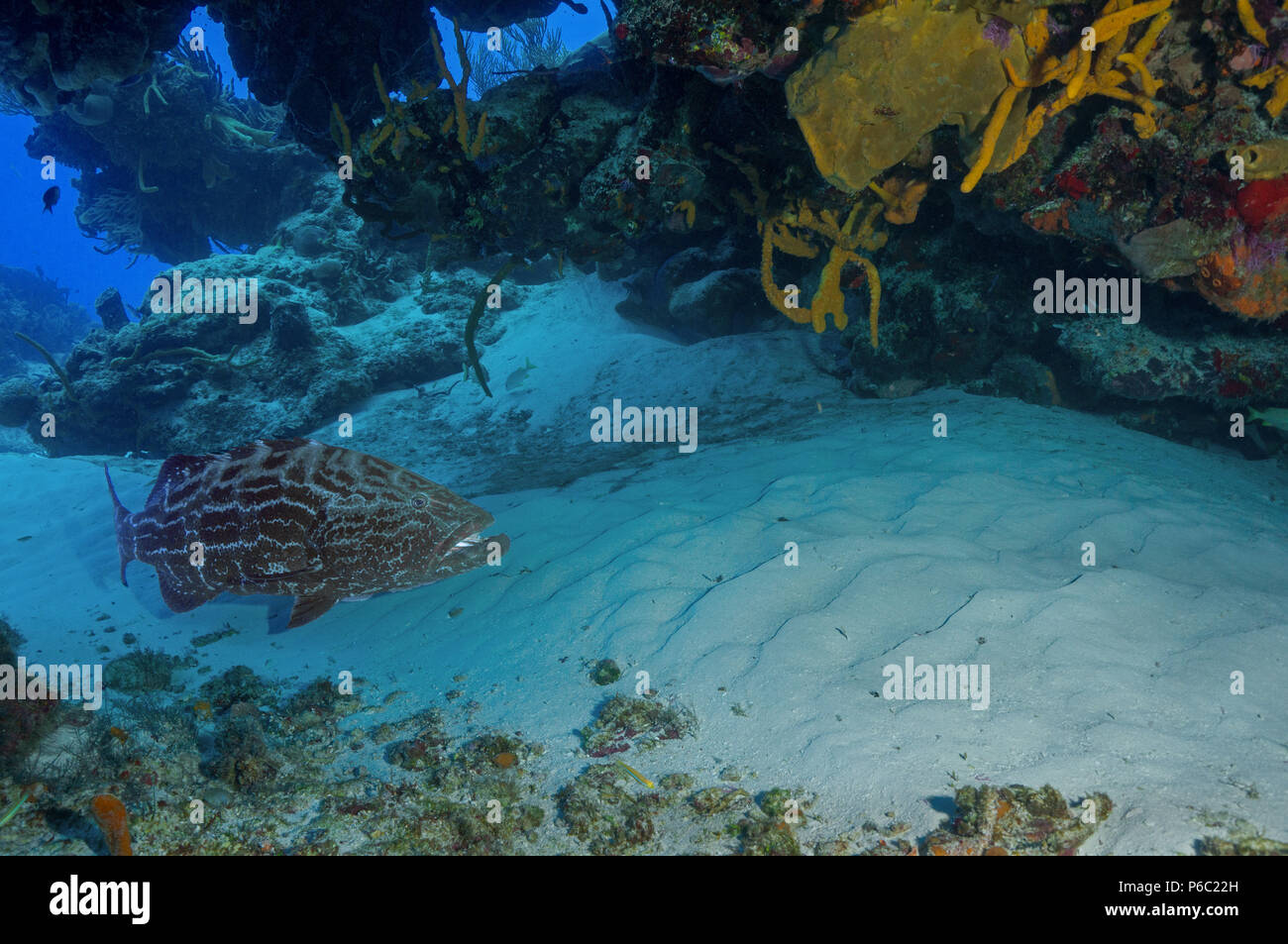 Grouper fish in underwater caribbean hi-res stock photography and ...