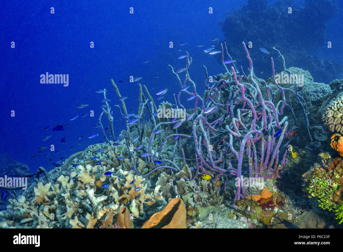 Underwater ocean reef hi-res stock photography and images - Alamy